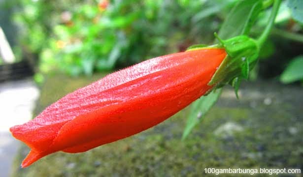 Manfaat Bunga Sepatu, Fungsi, Kandungan, dan Khasiatnya | Gambar Bunga